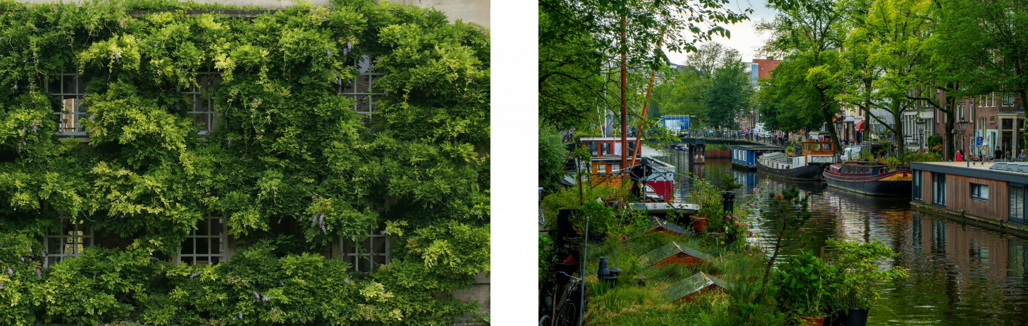 Climate adaptation in placemaking and building design - Good Homes Alliance