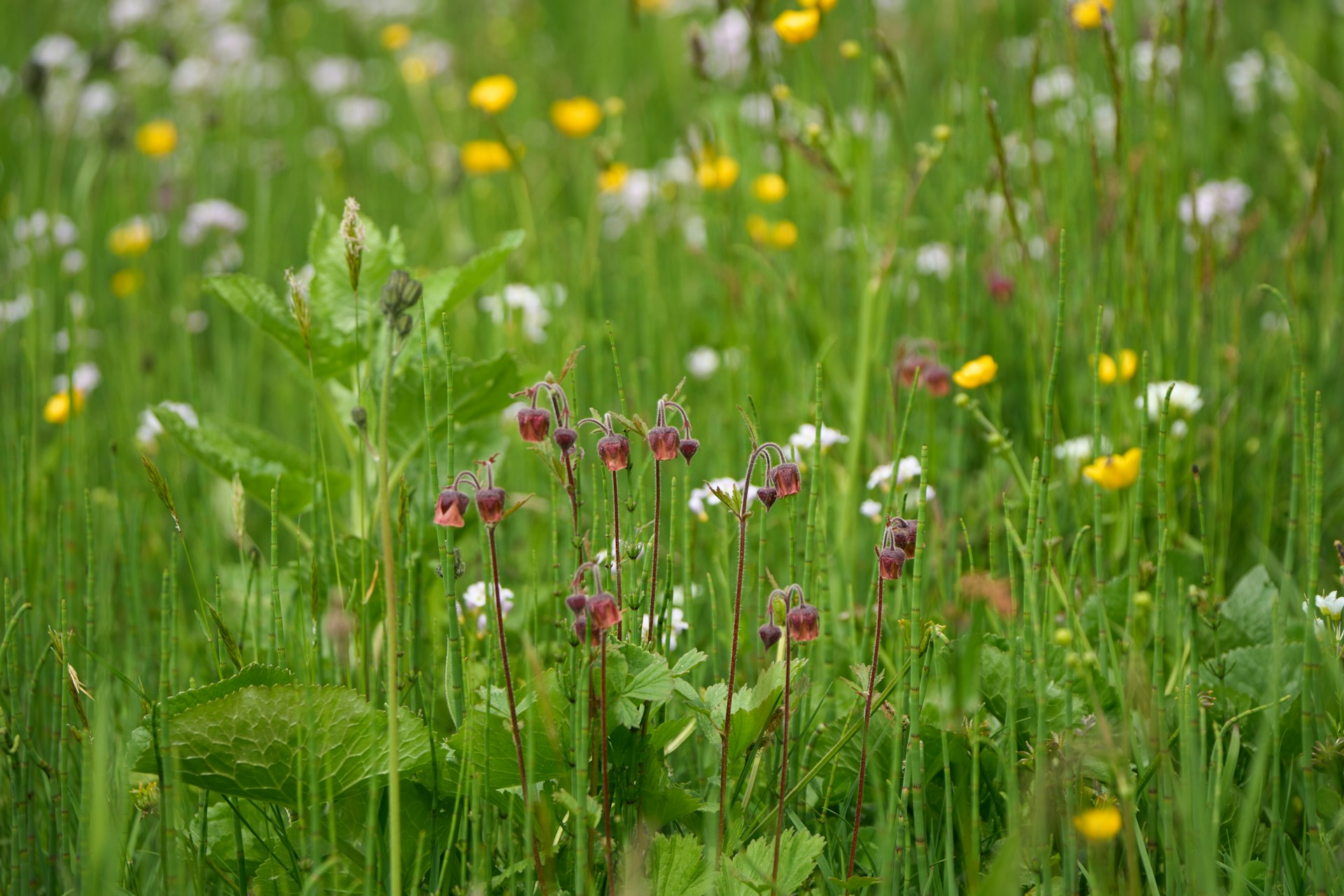 Ecological landscapes: from individual green spaces to shared green ...